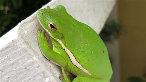 Tree Frog Wallpapers Wallpapers Com
