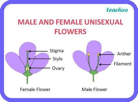 Unisexual And Bisexual Flower Diagram At Gabriel Chubb Blog
