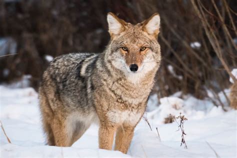 Coywolf Or Coyote Wolf Hybrid All You Need To Know