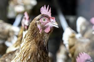 Cambodia Logs Fifth Death From H5n1 Avian Flu As Usda Weighs Poultry
