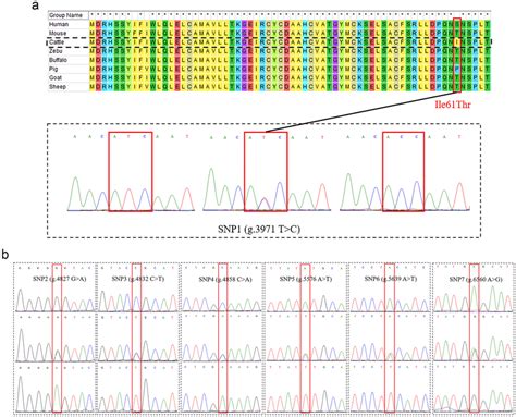 Location And Sequencing Maps Of Snps On The Bovine Bambi Gene A Snp1