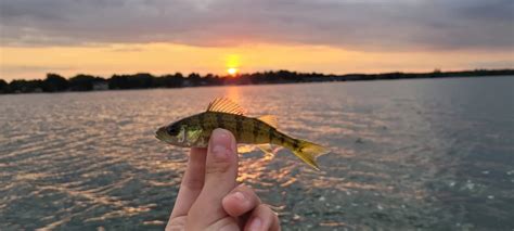 Caught This Absolute Unit Of Perch Scrolller