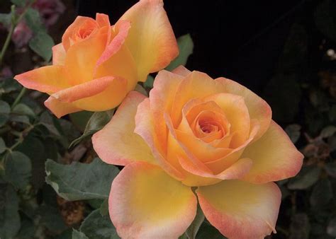 Rosa Gold Medal Grandiflora Rose