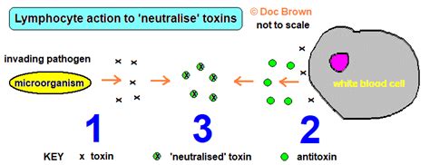 Production Of Antitoxins Nature And Action Of Memory Lymphocytes In Our