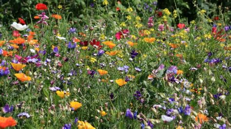 Free Images Lawn Prairie Summer Spring Herb Autumn Colorful
