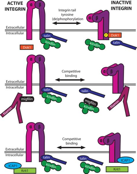 Integrin Cytoplasmic Tail Interactions Abstract Europe Pmc