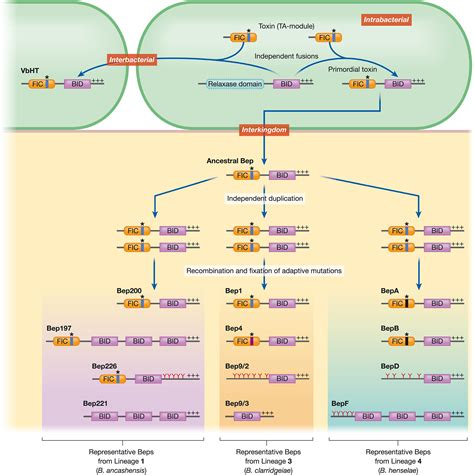 Role Of Distinct Type‐iv‐secretion Systems And Secreted Effector Sets In Host Adaptation By