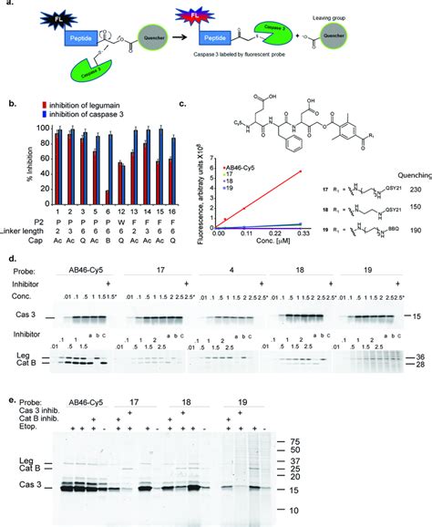 First Generation Quenched Activity Based Probes Development A
