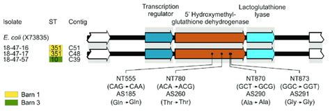 Glutathione Dependent Formaldehyde Dehydrogenases Of E Coli Isolates Download Scientific