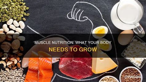 Muscle Nutrition What Your Body Needs To Grow Cyvigor
