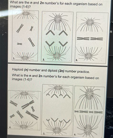 solved what are the n ﻿and 2n ﻿number s for each organism