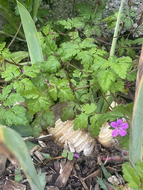Herb Robert Local Seeds