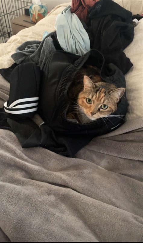 Cat Stole My Soccer Pants Album On Imgur
