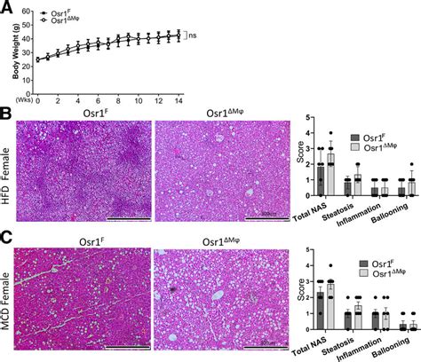 Deleting Macrophage Osr1 Did Not Affect The Experimental Nash Phenotype