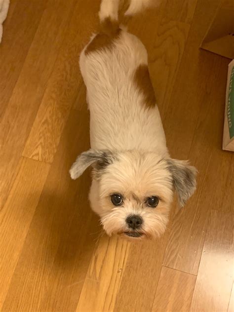 Ribbon Classy Wiki Fandom