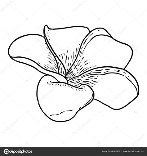 Plumeria Outline Clipart