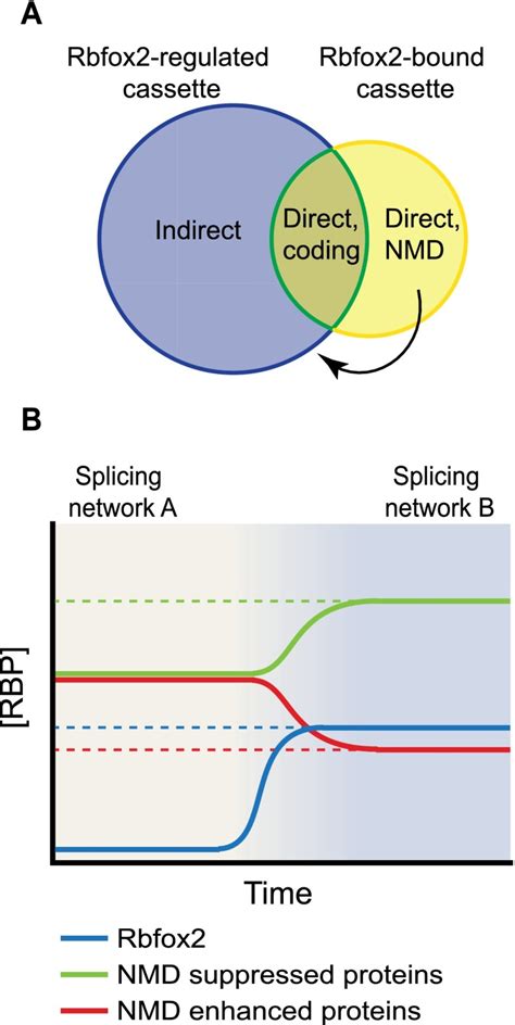 Rbfox2 Controls Autoregulation In Rna Binding Protein Networks Pmc