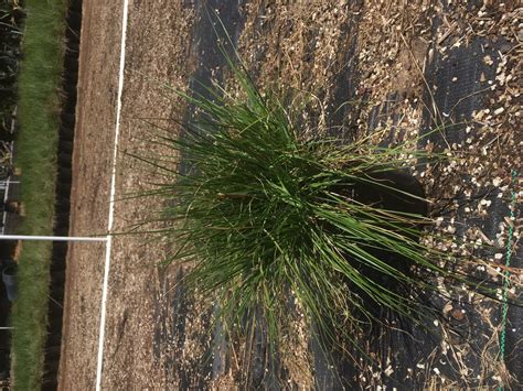 Buy Pennisetum Spathiolatum Slender Veldt Grass Bidscape