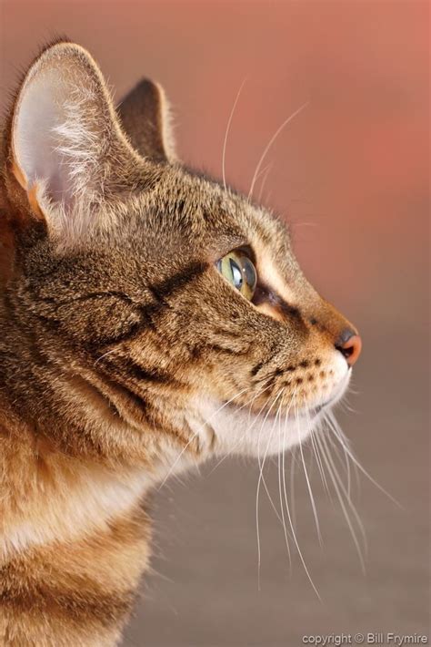 Cat Profile Close Up Of A Cat Looking Off