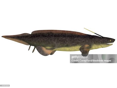 Xenacanthus Is A Prehistoric Shark That Lived In The Devonian And