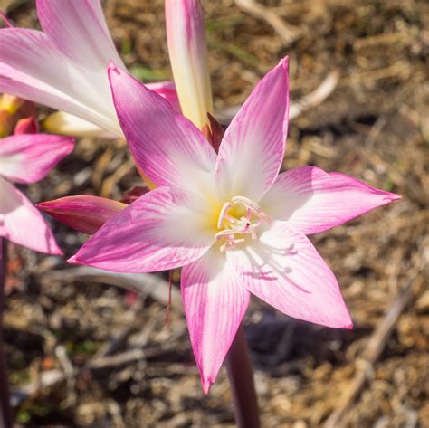 Belladonna Lily Pink Hybrid Bulbs Naked Ladies Bulbs Amaryllis