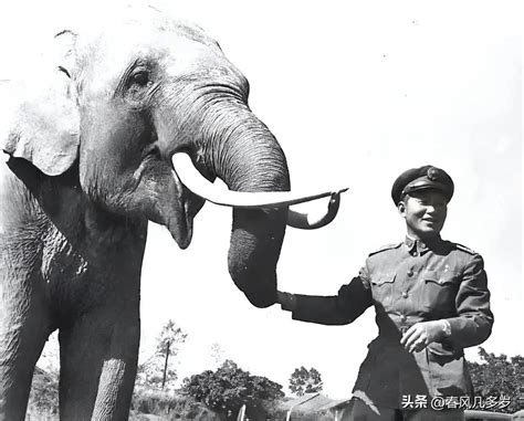 孙立人将军系列故事番外篇之大象林旺淖涝网