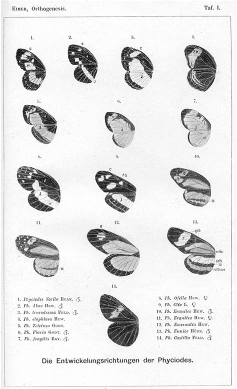 Eimers Illustration Of Orthogenesis As An Example Of Evolutionary