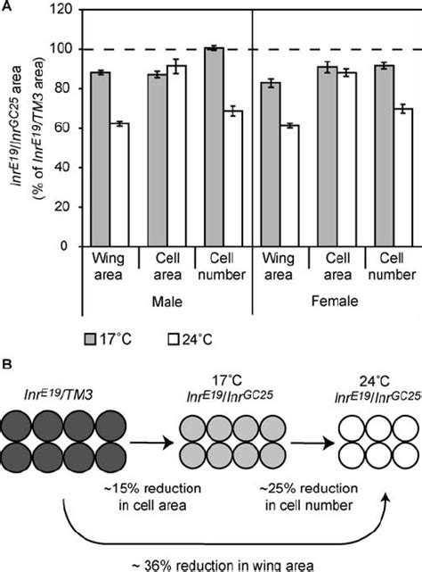 A Reduction In Inr Activity Affects Cell Size And Cell Number