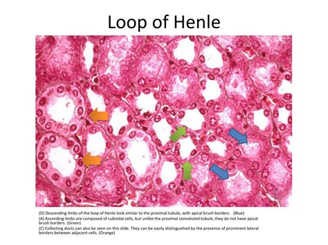 Ppt Exercise 26 Functional Anatomy Of The Urinary System Powerpoint