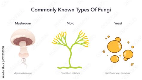 Commonly Known Types Of Fungi Science Vector Illustration Stock Vector Adobe Stock