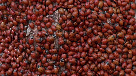 A Massive Ladybug Swarm Is Moving Through California