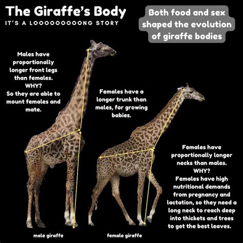 Scientists Finally Think They Know Why Giraffe Necks Are So Long