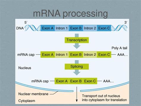 Gene Action And Expression Ppt Download