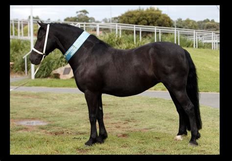 My Horse Java Love Her Horses Love Her Animals