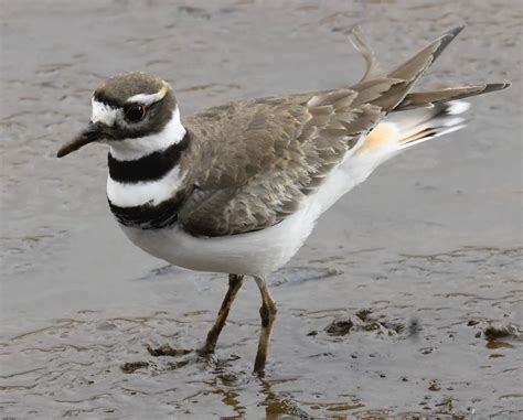Bird Spotlight Killdeer — Sunriver Nature Center And Observatory