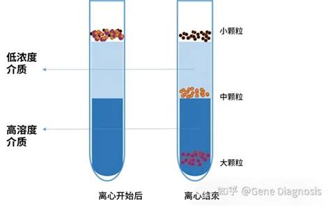 实验室常用的密度梯度离心法介绍 知乎