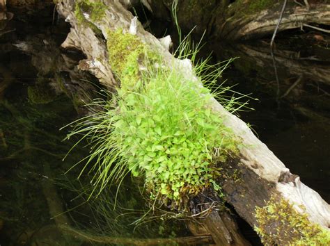 Micro Ecosystem R Lakehermit