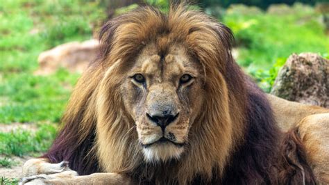 The Tragic Reason Why The Barbary Lion Went Extinct