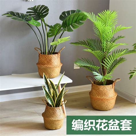 北欧创意琴叶榕龟背竹天堂鸟散尾葵编织花盆藤编装饰套草编插花篮虎窝淘