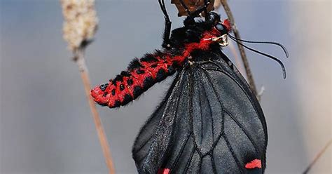 The Stunning Colorway Of The Byasa Daemonius Found In Tibet And