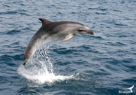 Große Tümmler - Whales and Dolphins in the Strait of Gibraltar