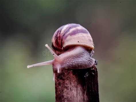 Snail Is The Common Name Given To Members Of The Class Stock Image