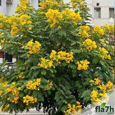 بذور كاسيا جلوكا 40 بذرة Cassia Glauca
