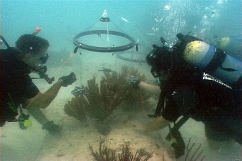 Bridget Holohan Mvp Technician Marine Sciences