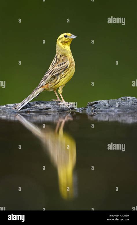 Yellowhammer Emberiza Citrinella Male Standing At The Water Hungary