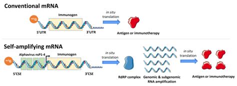 Huge Patent Filings In The Self Amplifying Rna Vaccine Industry