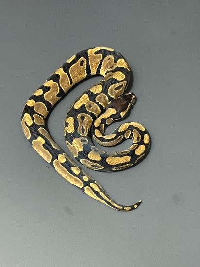 Normal Ball Python By Smokinmorphs Csr