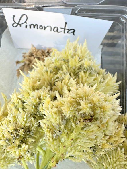 Seeds Open Pollinated Celosia Limonata Series — The Meadow Mage