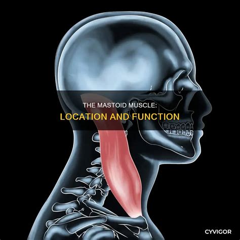 The Mastoid Muscle Location And Function Cyvigor