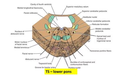 Anatomy Of Midbrain And Pons Pdf